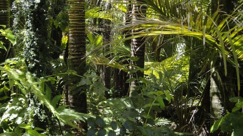 foret guyane» Info ≡ Voyage - Carte - Plan